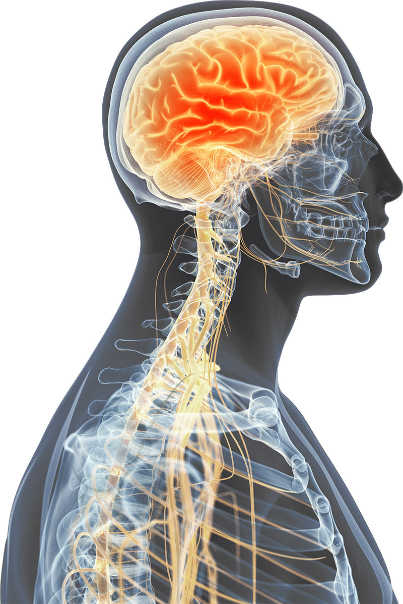 Assessment of Stresses in the Cervical Spine Caused by Posture and Pos ...